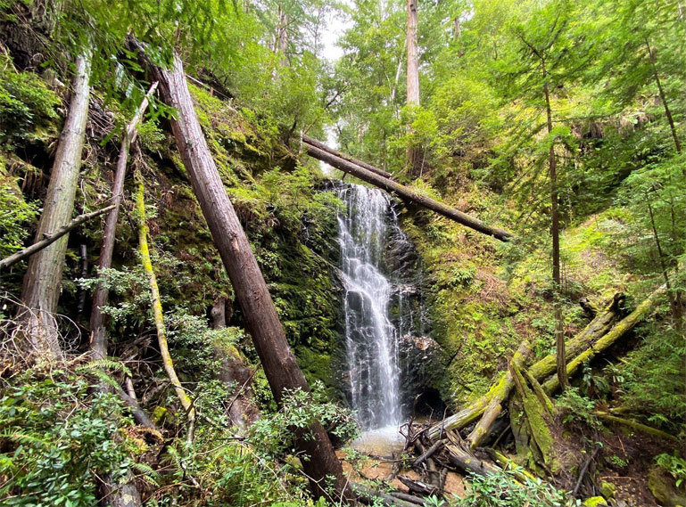 Berry Creek Falls Loop - Trails Near Me